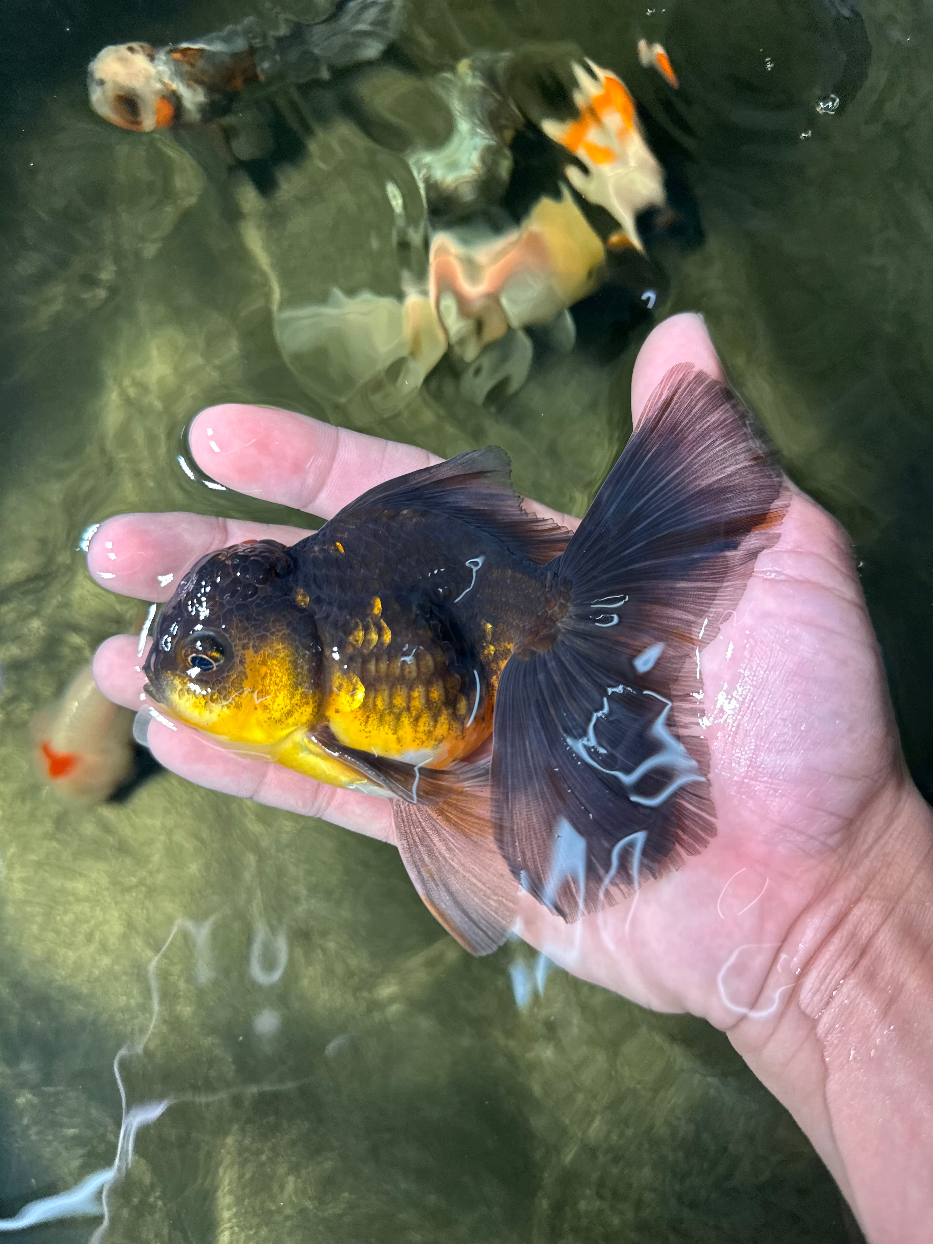Affordable Quality Goldfish for Sale - Thai Goldfish in USA & Canada ...