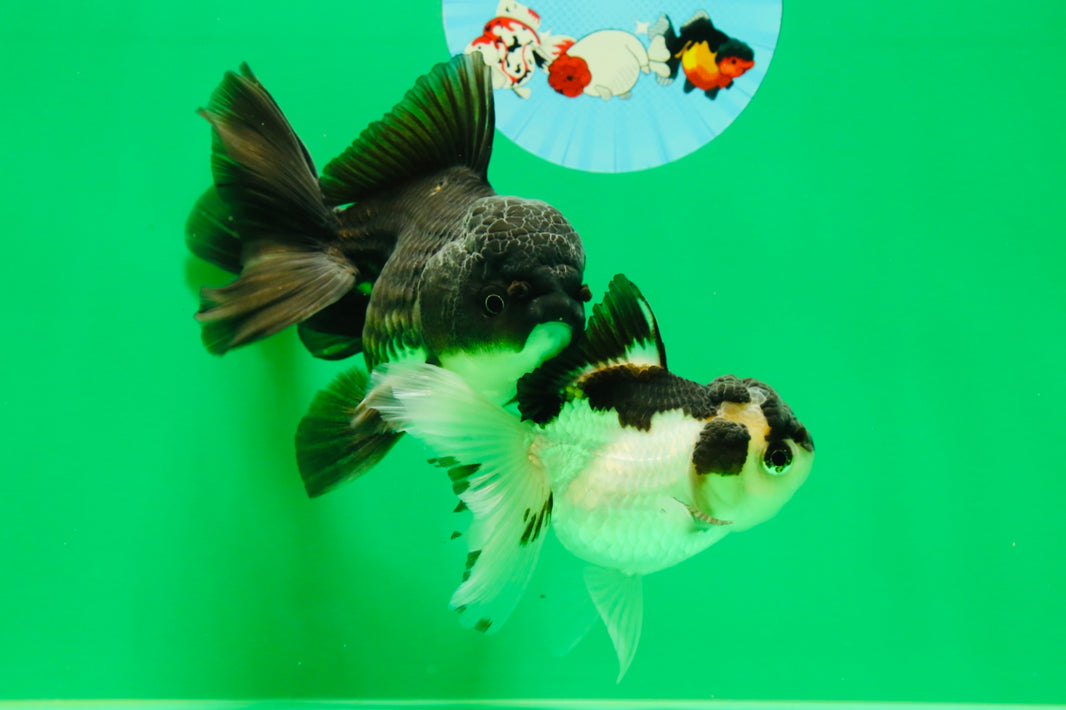 Affordable Quality Goldfish for Sale - Thai Goldfish in USA & Canada ...