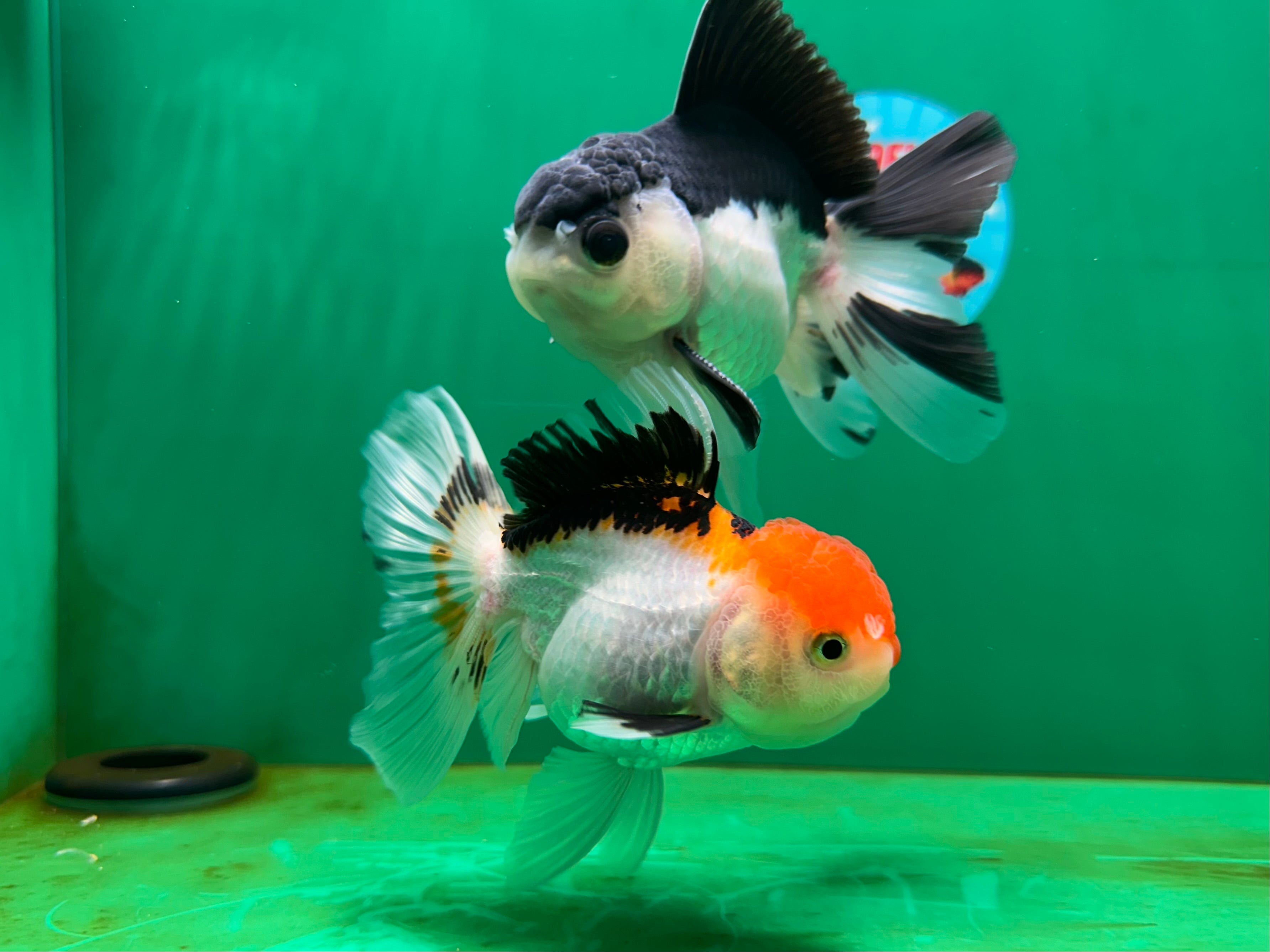 Affordable Quality Goldfish for Sale - Thai Goldfish in USA & Canada ...