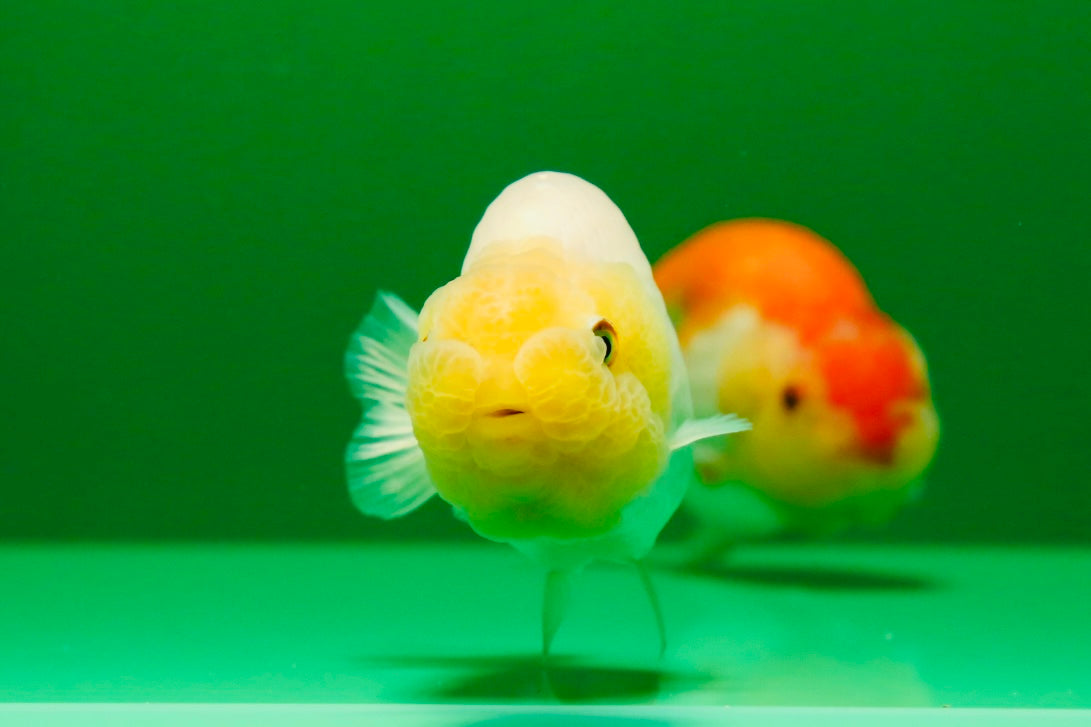 [COUPLE] Red White & Lemonhead Lionchu 3 inches #013125CL_02 – Goldfish ...