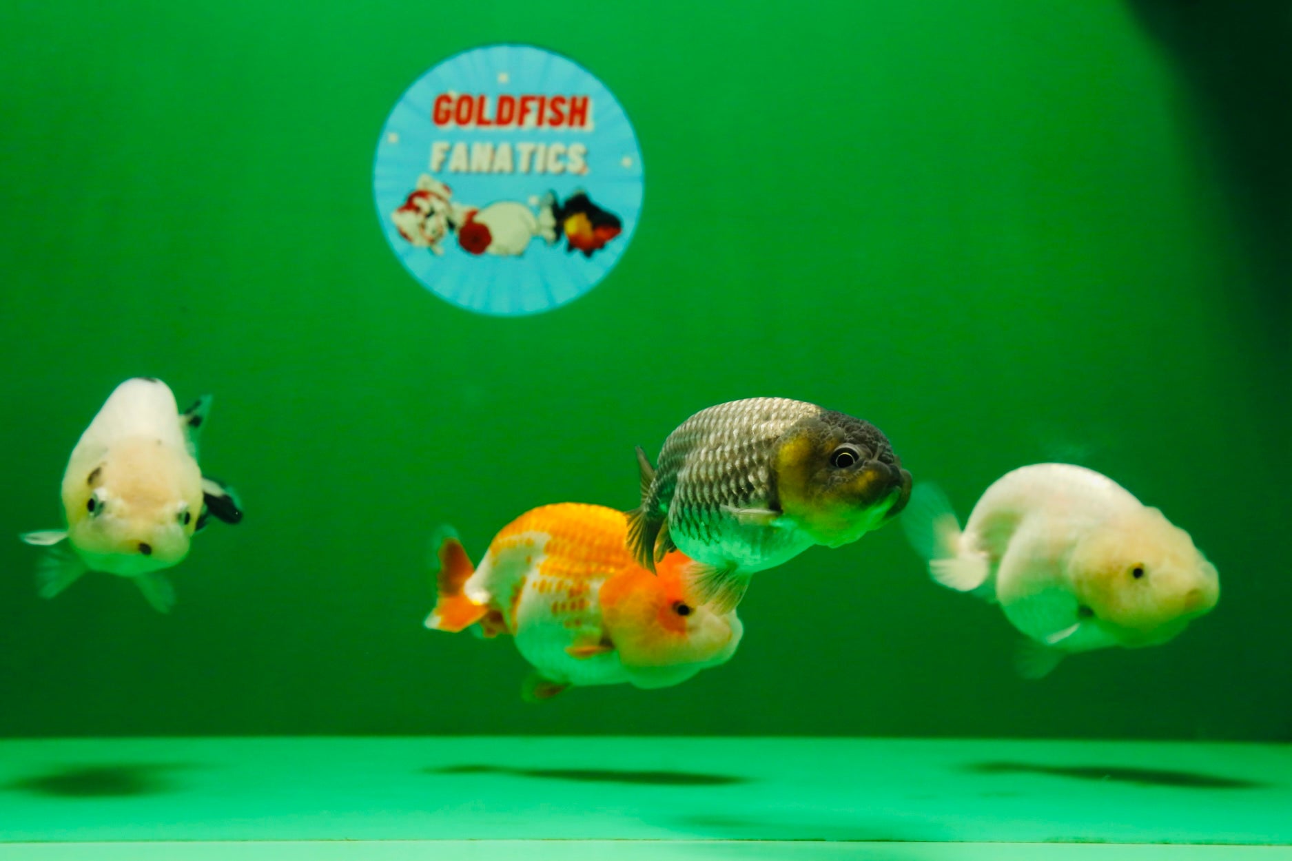 Affordable Quality Goldfish for Sale - Thai Goldfish in USA & Canada ...