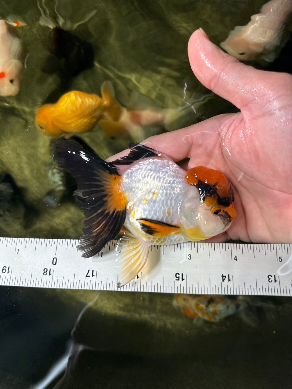 Affordable Quality Goldfish for Sale - Thai Goldfish in USA & Canada ...