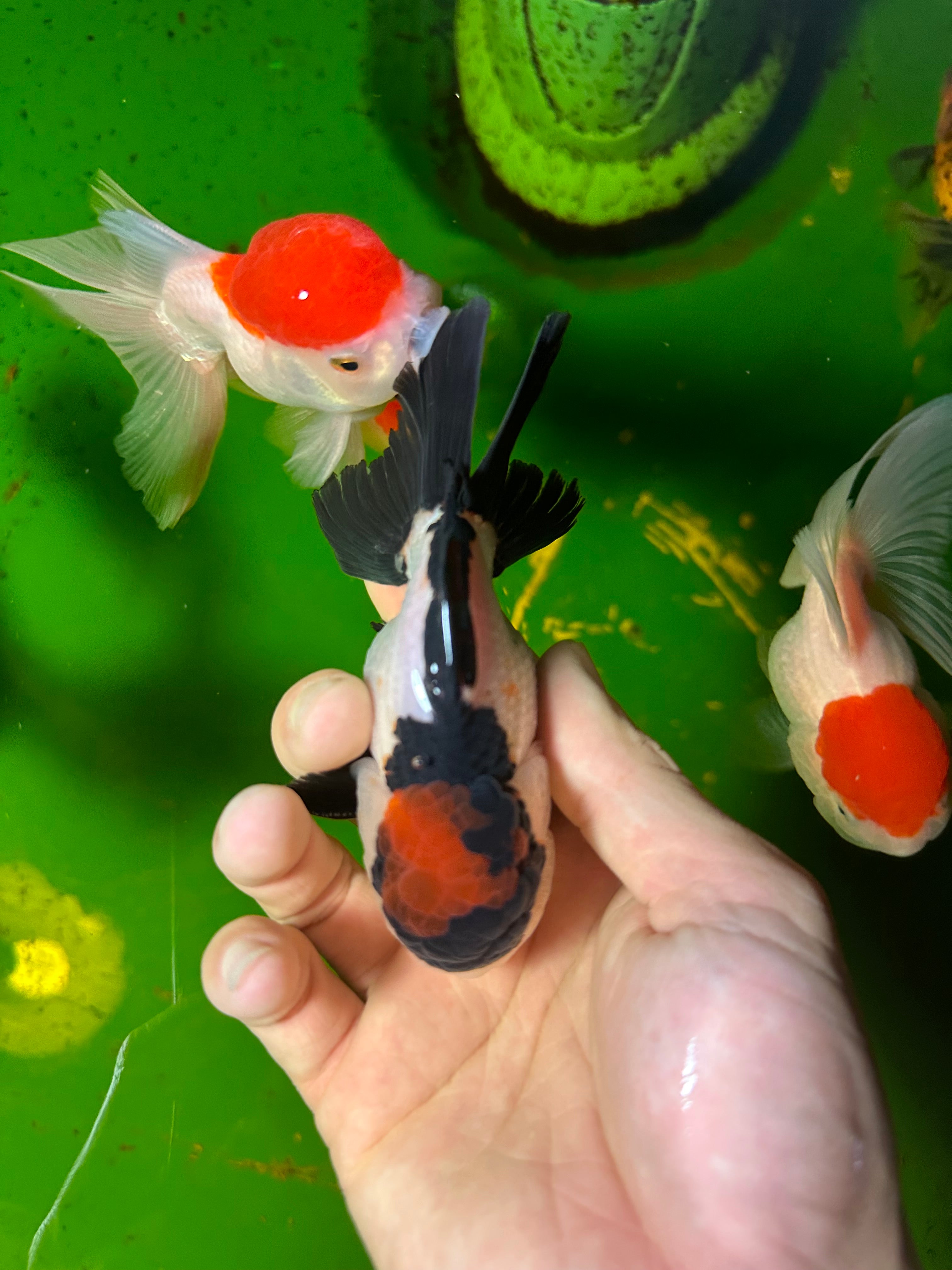 [SINGLE] Tricolor Oranda Male 4 inches #110824SGO_21 – Goldfish Fanatics