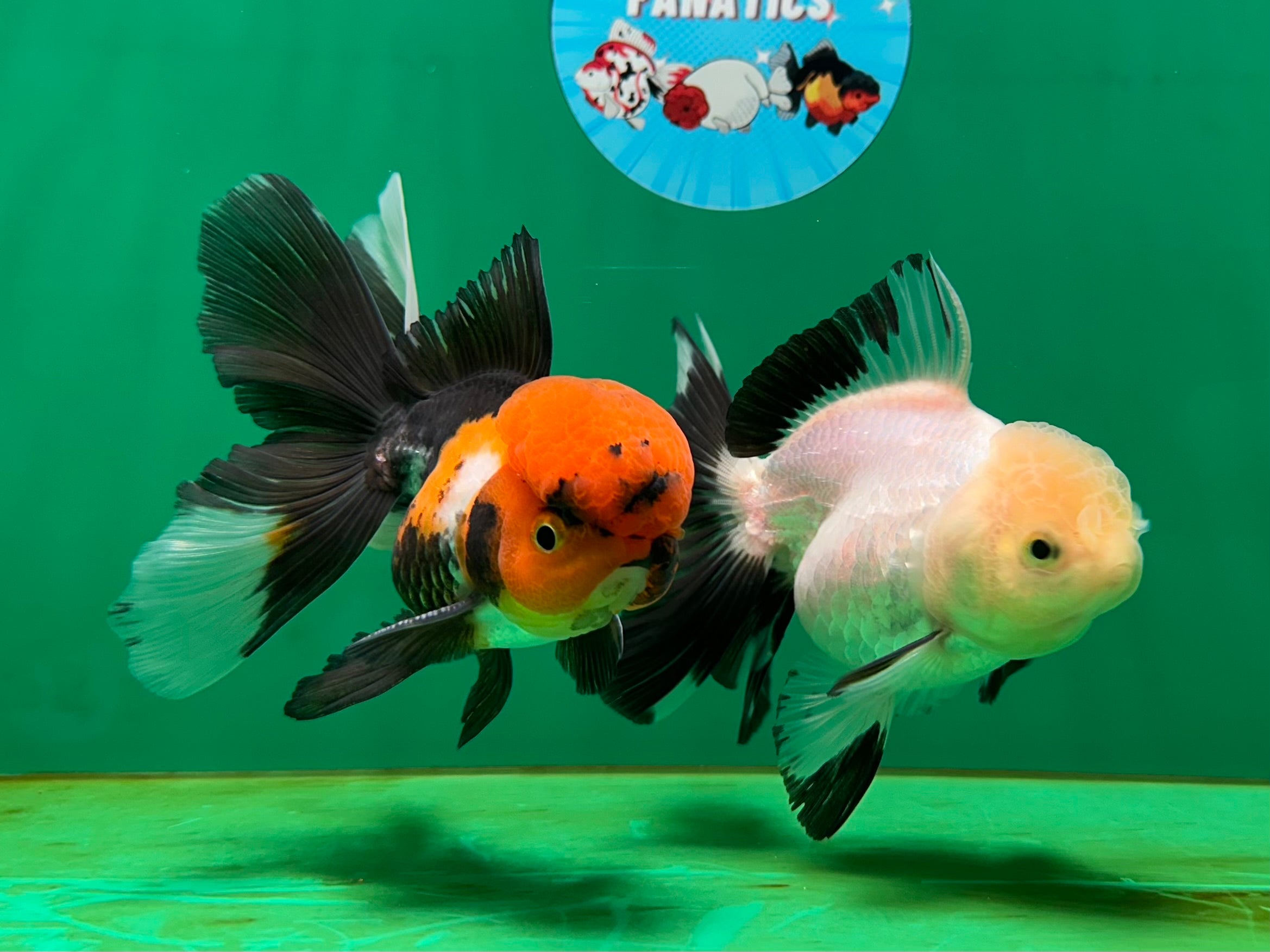 Affordable Quality Goldfish for Sale - Thai Goldfish in USA & Canada ...