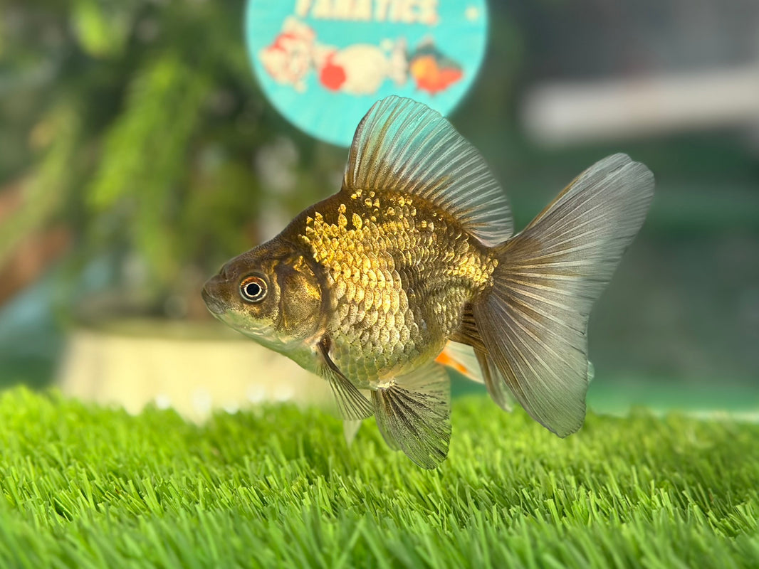 Affordable Quality Goldfish for Sale - Thai Goldfish in USA & Canada – Goldfish Fanatics