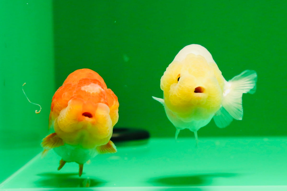 [COUPLE] Red White & Lemonhead Lionchu 3 inches #013125CL_03 – Goldfish ...